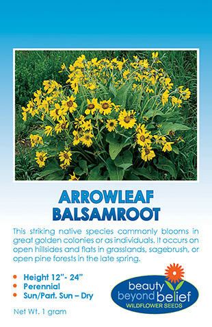 Balsamroot, Arrowleaf - Balsamorhiza sagittata | BBB Seed Wildflower Seeds
