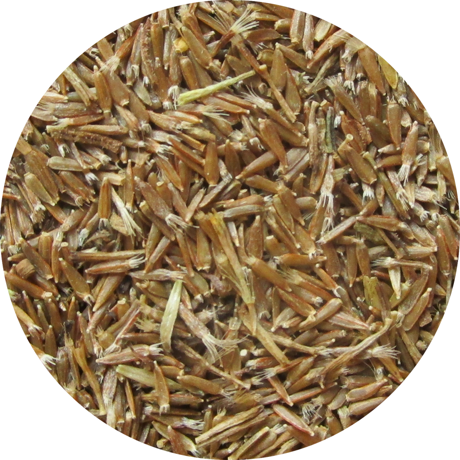 Daisy, Aspen - Erigeron speciosus | BBB Seed Wildflower Seeds