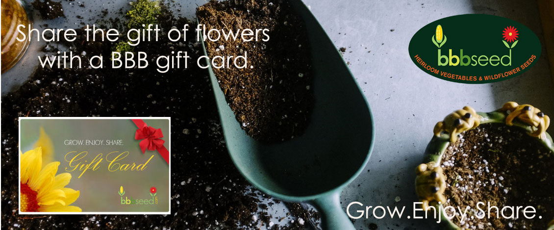 BBB Seed Wildflower Seeds – BBB Seed Wildflower Seeds